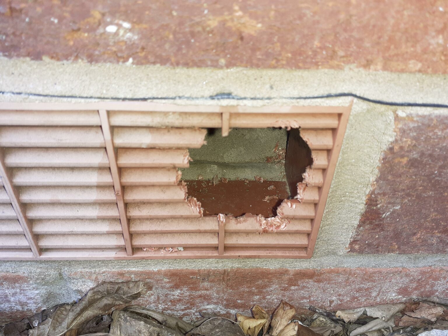 How Much Does It Cost To Get Rid Of Rats? • Invicta