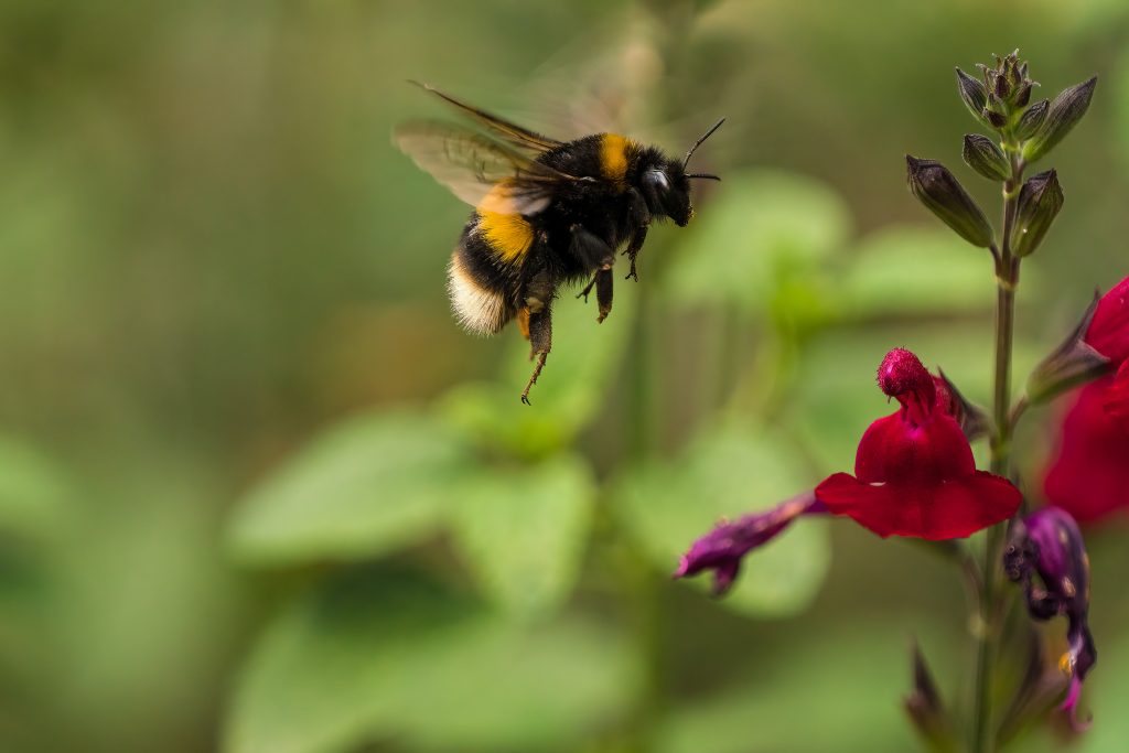 Bumblebee | Invicta Pest Identifier Library