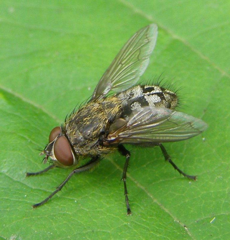 Cluster Flies | Invicta Pest Identifier Library